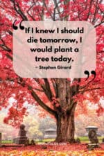 30 Powerful Tree Quotes to Inspire, Move & Motivate