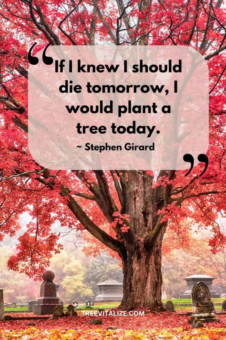 30 Powerful Tree Quotes to Inspire, Move & Motivate
