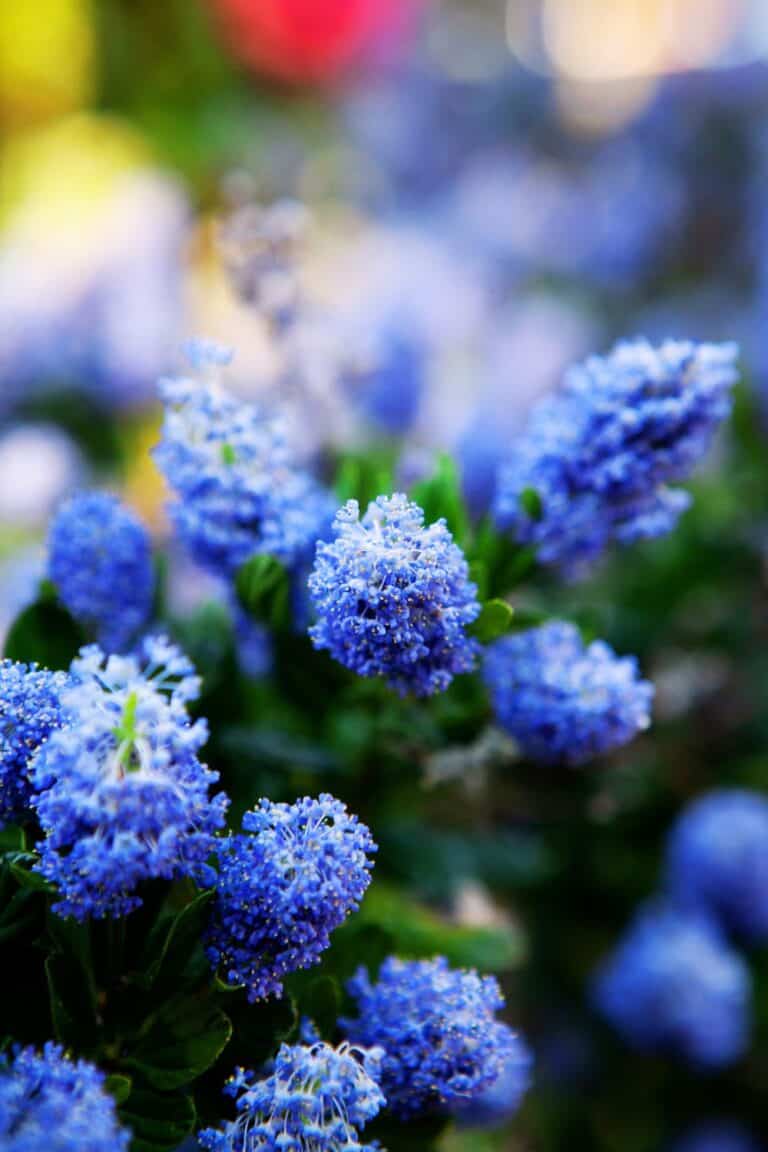 10 Most Popular Spring Flowering Trees (Chosen by You!)