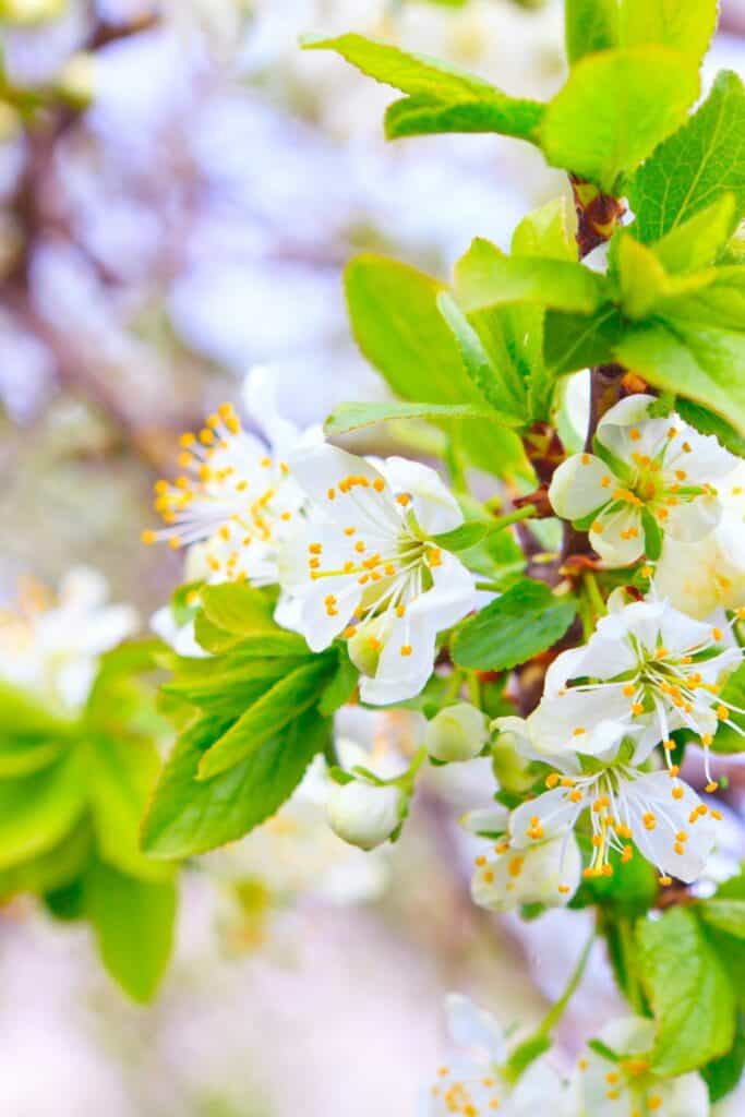 22 Most Fragrant Trees to Make Your Garden a Scented Paradise