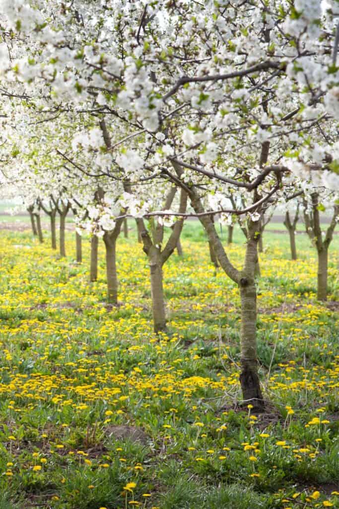 22 Most Fragrant Trees to Make Your Garden a Scented Paradise