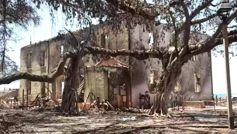 Emerging from the Embers, How the Lahaina Banyan Tree is Overcoming ...