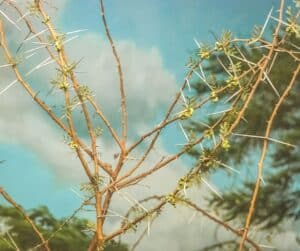 The Tree of Ténéré – The Unfortunate End of the World’s Loneliest Tree