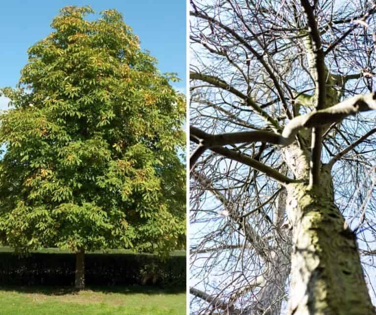 From Anne Frank’s Window - The Tree That Stood as a Beacon of Hope