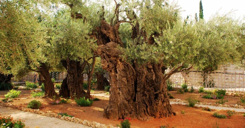 Gethsemane’s Olive Trees That Witnessed Jesus’ Final Prayers