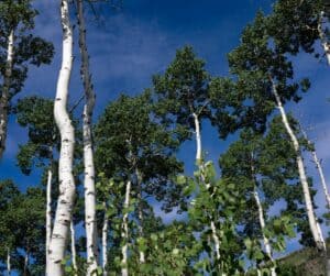 Discover the 'Trembling Giant' Pando, the World's Largest Living Organism
