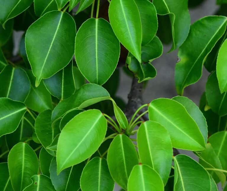 The Forbidden Fruit - Inside the Toxic World of the Manchineel Tree