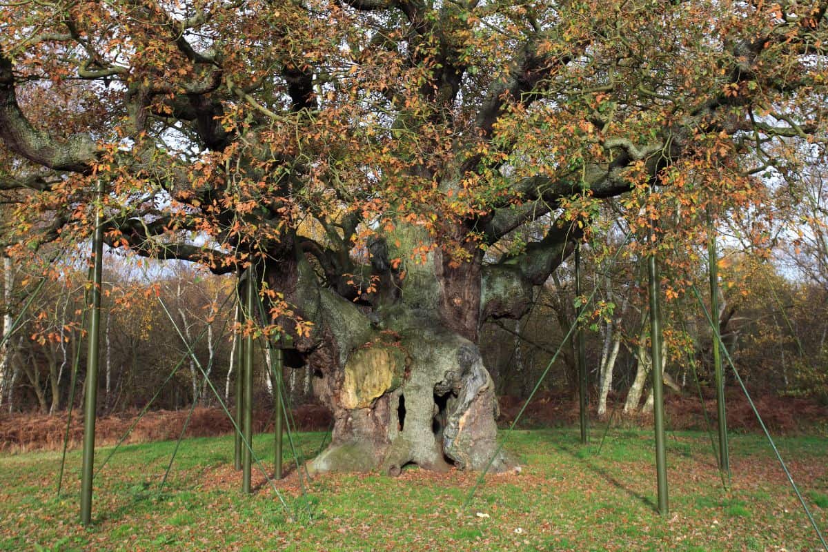 Robin Hood’s Hideout? Discover the Legendary Major Oak