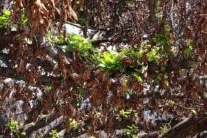 Emerging from the Embers, How the Lahaina Banyan Tree is Overcoming ...