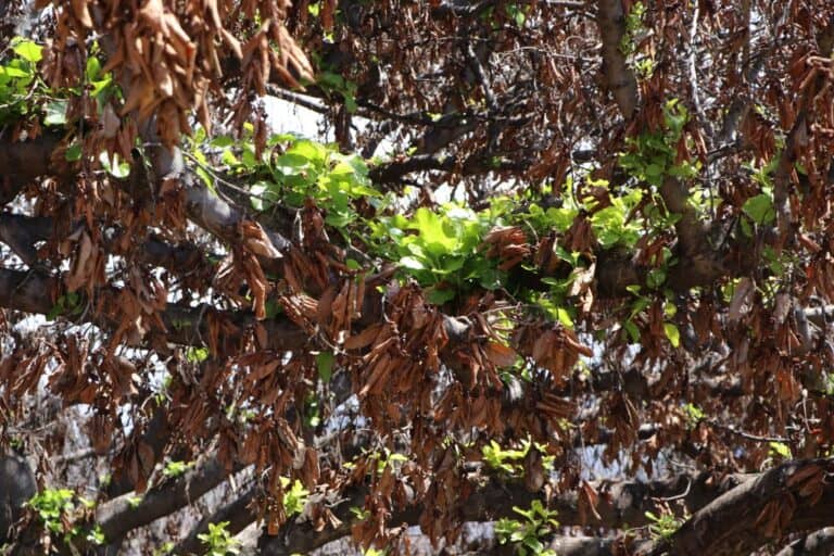 Emerging from the Embers, How the Lahaina Banyan Tree is Overcoming ...