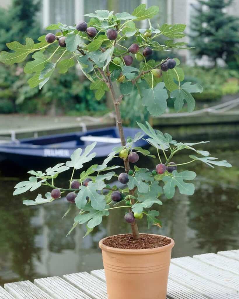 9 Best Fig Trees To Grow For Fruit In Less Time (1st Year)