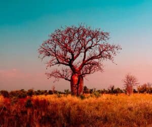 Exploring the Derby Boab Prison Tree - A Symbol of History and Heritage