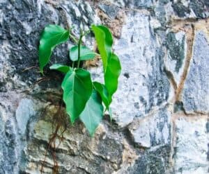 Discovering Enlightenment - The Historical Significance of the Sacred ...