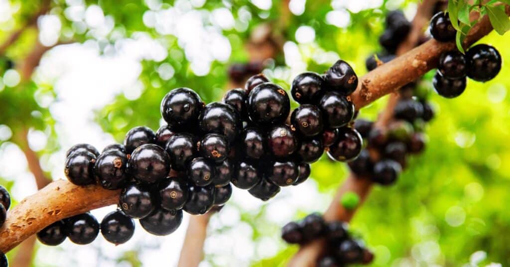 7 Types of Fruit Trees That Will Thrive in Kansas