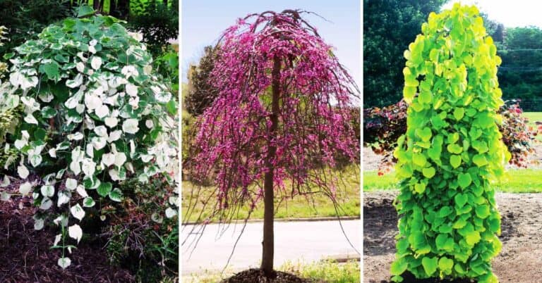 6 Weeping Trees For USDA Zone 4 (Including Dwarf Varieties)