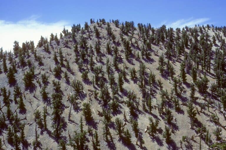 Meet Methuselah - The 4,855-Year-Old Tree That's Outlived Civilizations!