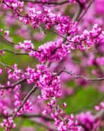 7 Breathtaking Weeping Redbud Trees You Need to See
