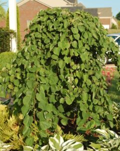 7 Breathtaking Weeping Redbud Trees You Need to See