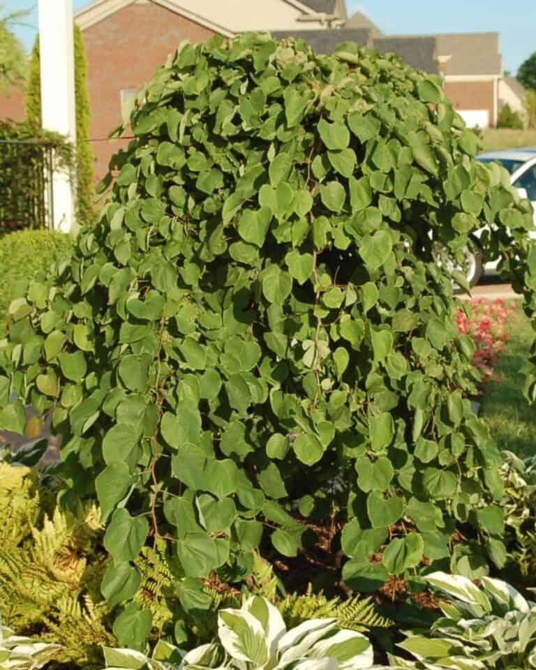 7 Breathtaking Weeping Redbud Trees You Need to See