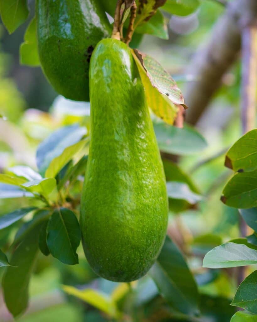 7 Fast Growing Avocado Trees That Bear Fruit Quickly (1st Year)