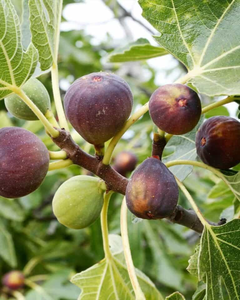 9 Best Fig Trees To Grow For Fruit In Less Time (1st Year)