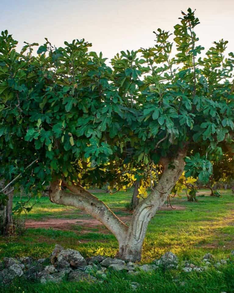 9 Best Fig Trees To Grow For Fruit In Less Time (1st Year)