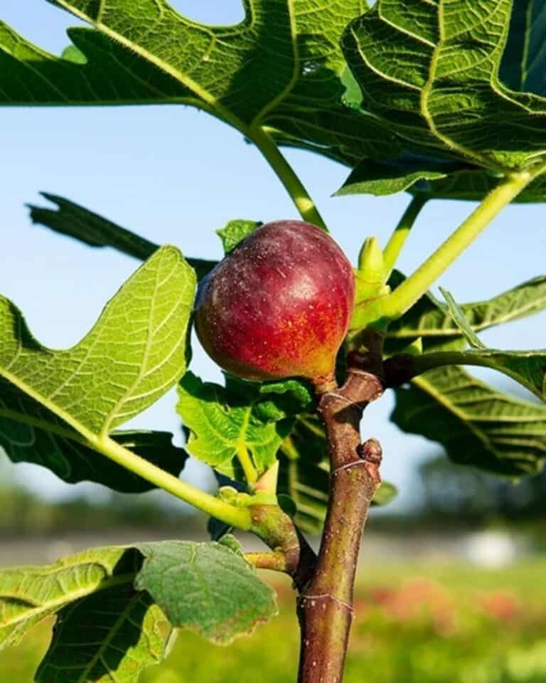9 Best Fig Trees To Grow For Fruit In Less Time (1st Year)