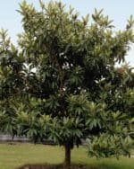 7 Fast Growing Avocado Trees That Bear Fruit Quickly (1st Year)