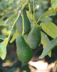7 Fast Growing Avocado Trees That Bear Fruit Quickly (1st Year)