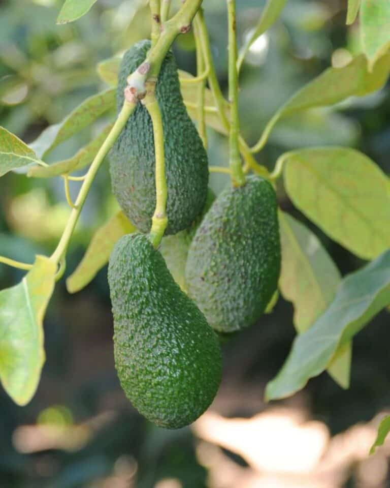 7 Fast Growing Avocado Trees That Bear Fruit Quickly (1st Year)