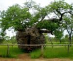 Exploring the Derby Boab Prison Tree - A Symbol of History and Heritage