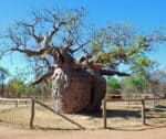 Exploring the Derby Boab Prison Tree - A Symbol of History and Heritage