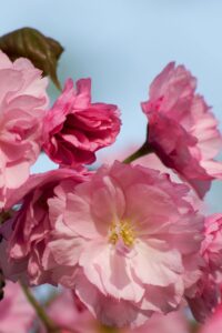 7 Weeping Cherry Trees That Will Make Your Neighbors Jealous