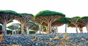 Discover the Mysteries of the Dragon Blood Tree