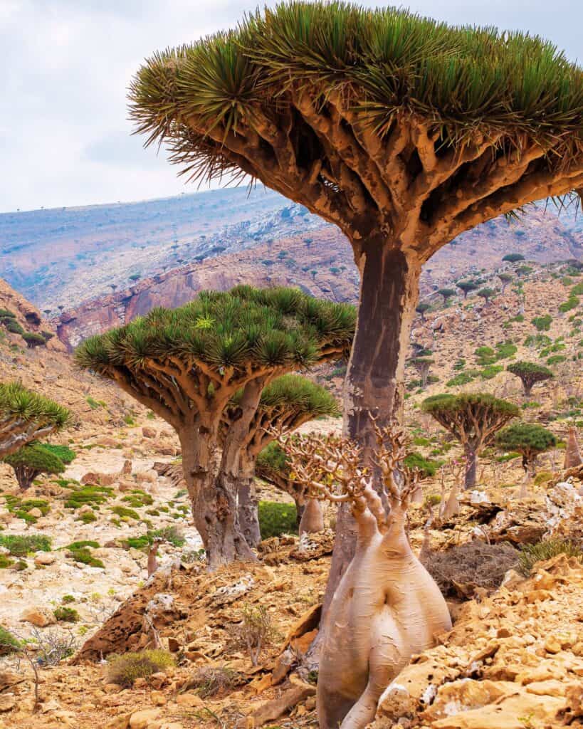 Discover the Mysteries of the Dragon Blood Tree