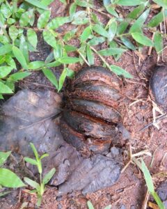 From Seed Bombs to Spiked Trunks - The Wild World of the Sandbox Tree