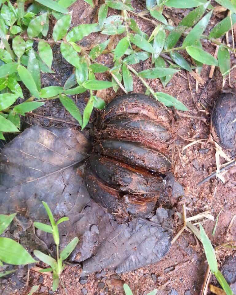 From Seed Bombs to Spiked Trunks - The Wild World of the Sandbox Tree