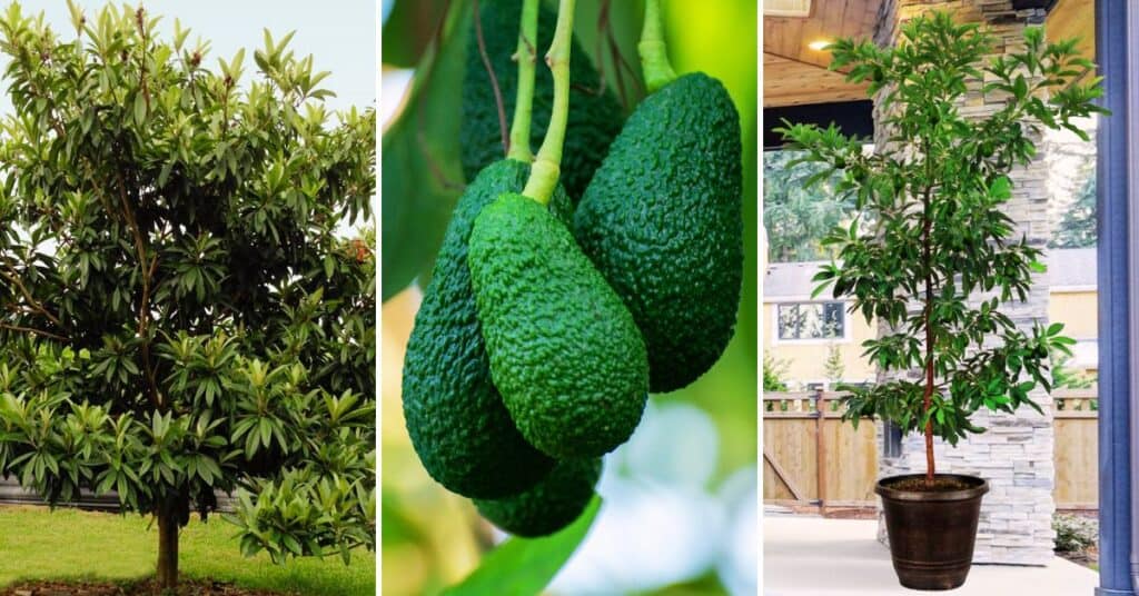 12 High Yield Dwarf Fruit Trees For Small Areas