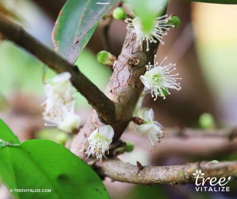 Eat Straight from the Trunk - The Curious Case of Brazil’s Jabuticaba Tree