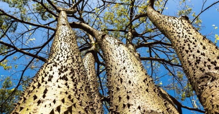 From Seed Bombs to Spiked Trunks - The Wild World of the Sandbox Tree