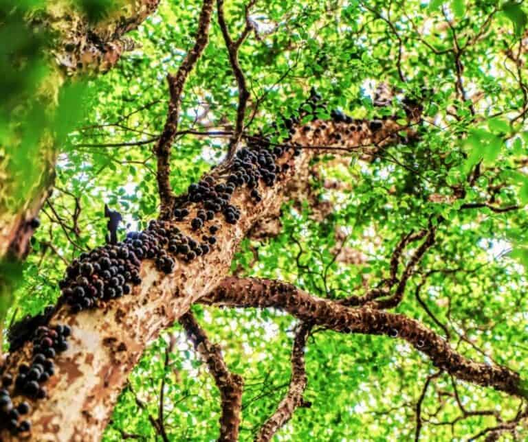 Eat Straight from the Trunk - The Curious Case of Brazil’s Jabuticaba Tree
