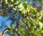 The Forbidden Fruit - Inside the Toxic World of the Manchineel Tree