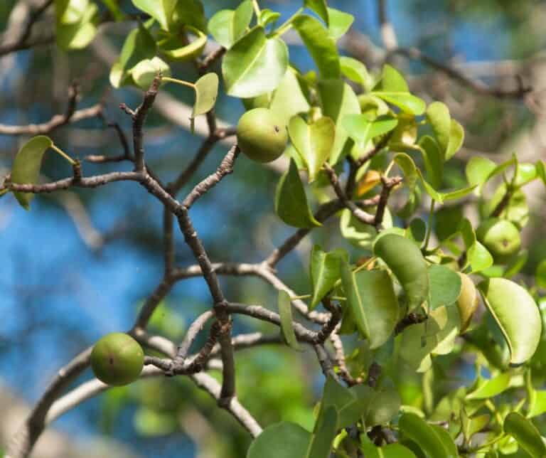 The Forbidden Fruit - Inside the Toxic World of the Manchineel Tree