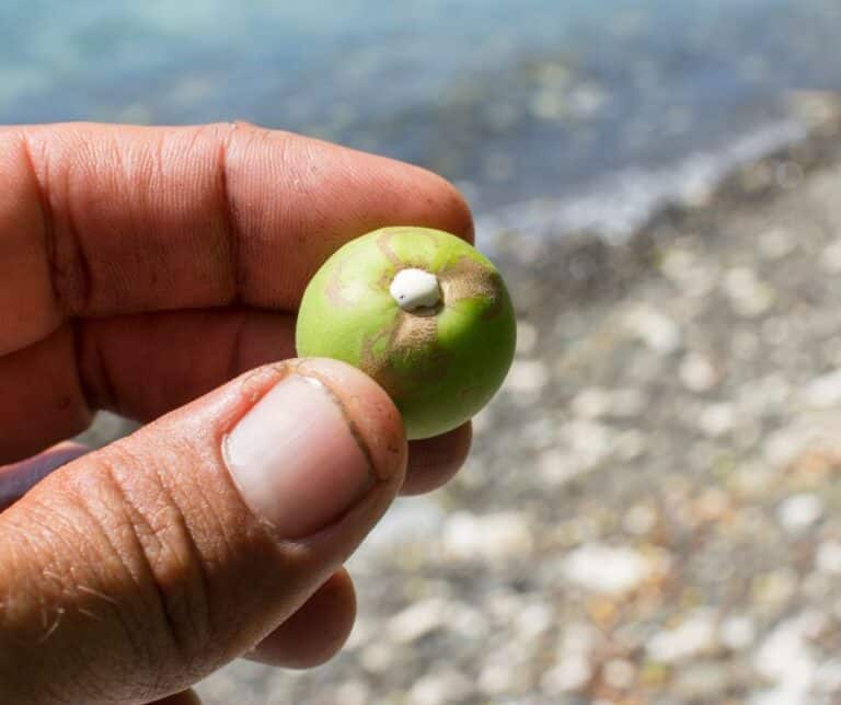 The Forbidden Fruit - Inside the Toxic World of the Manchineel Tree