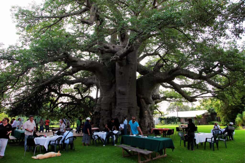 Once a Pub, Always a Legend - The Story of the Sunland Baobab