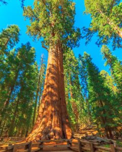 Meet General Sherman! A Titan Among Trees