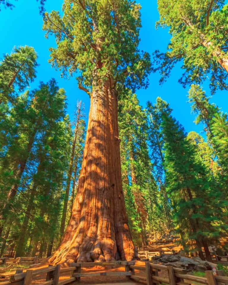 Meet General Sherman! A Titan Among Trees