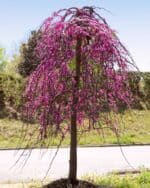 7 Breathtaking Weeping Redbud Trees You Need to See