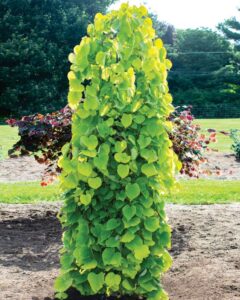7 Breathtaking Weeping Redbud Trees You Need to See