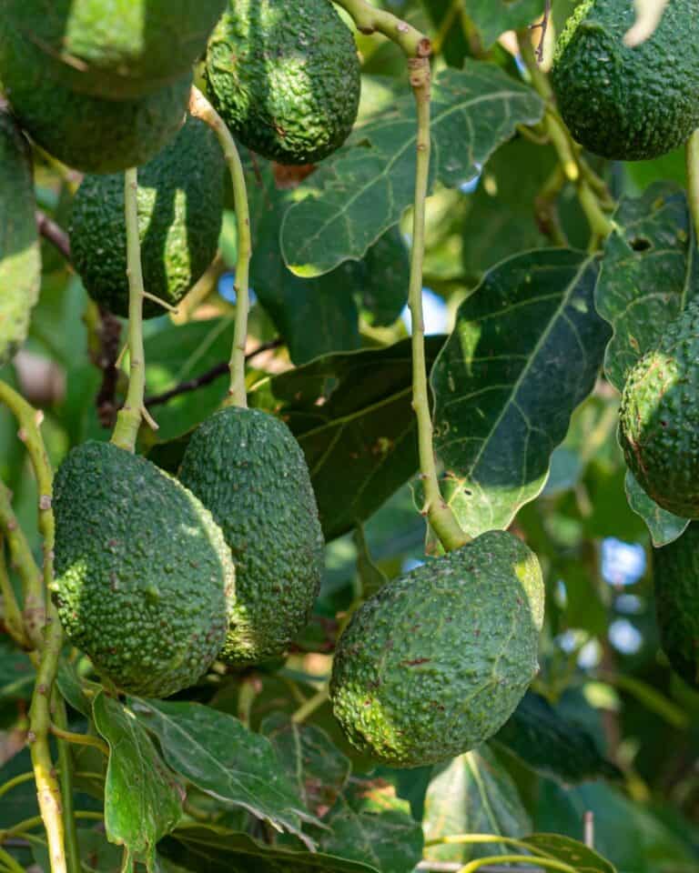 7 Fast Growing Avocado Trees That Bear Fruit Quickly (1st Year)